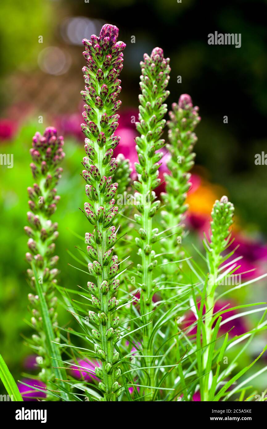 Liatris spicata 'Kobold' gay feather Stock Photo - Alamy