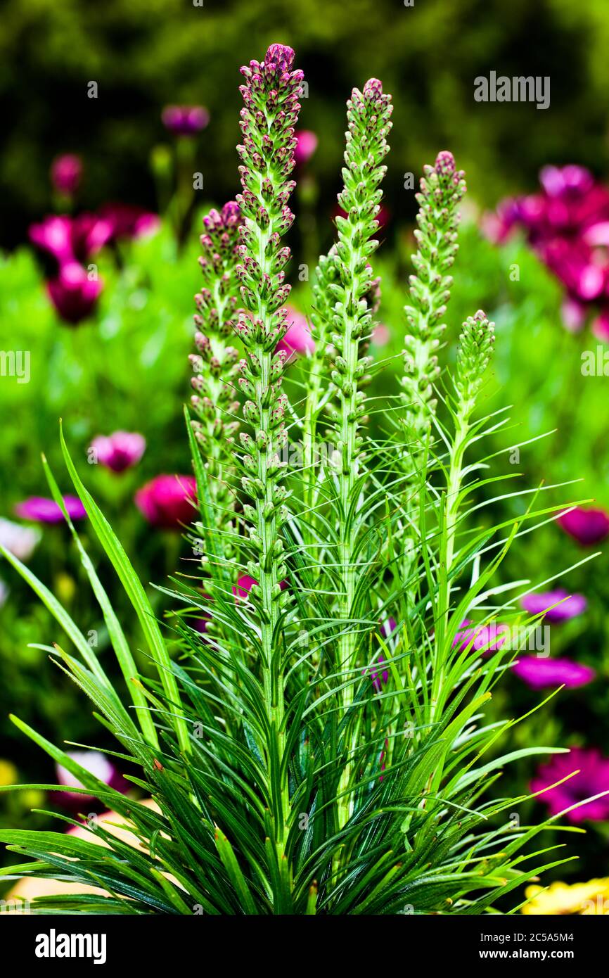 Liatris spicata 'Kobold' gay feather Stock Photo - Alamy