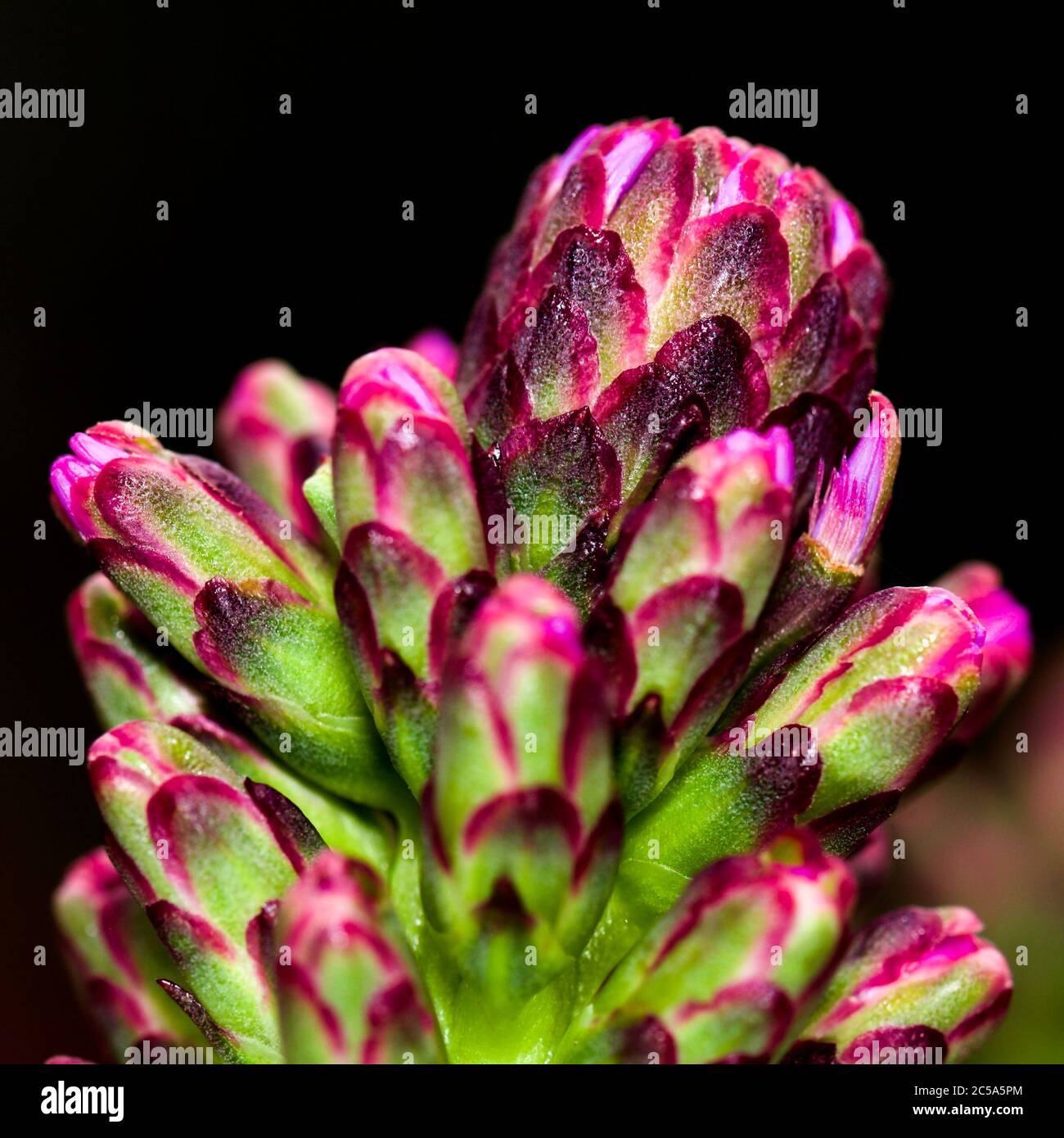 Liatris spicata 'Kobold' gay feather Stock Photo - Alamy