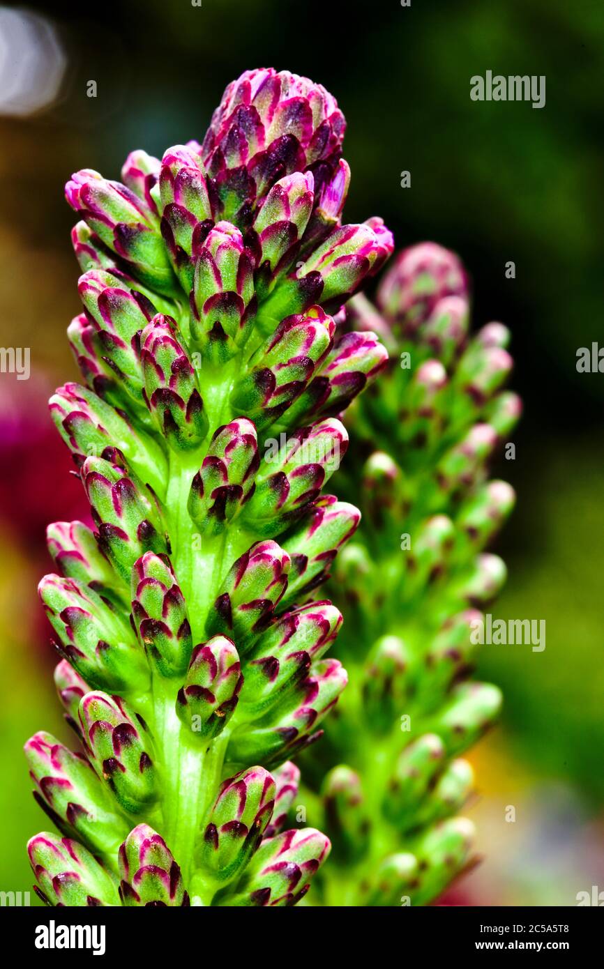 Liatris kobold hi-res stock photography and images - Alamy