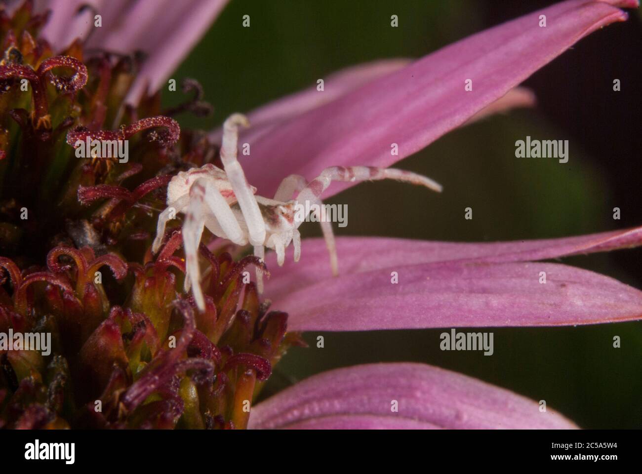 The Thomisus onustus on Echinacea Stock Photo - Alamy