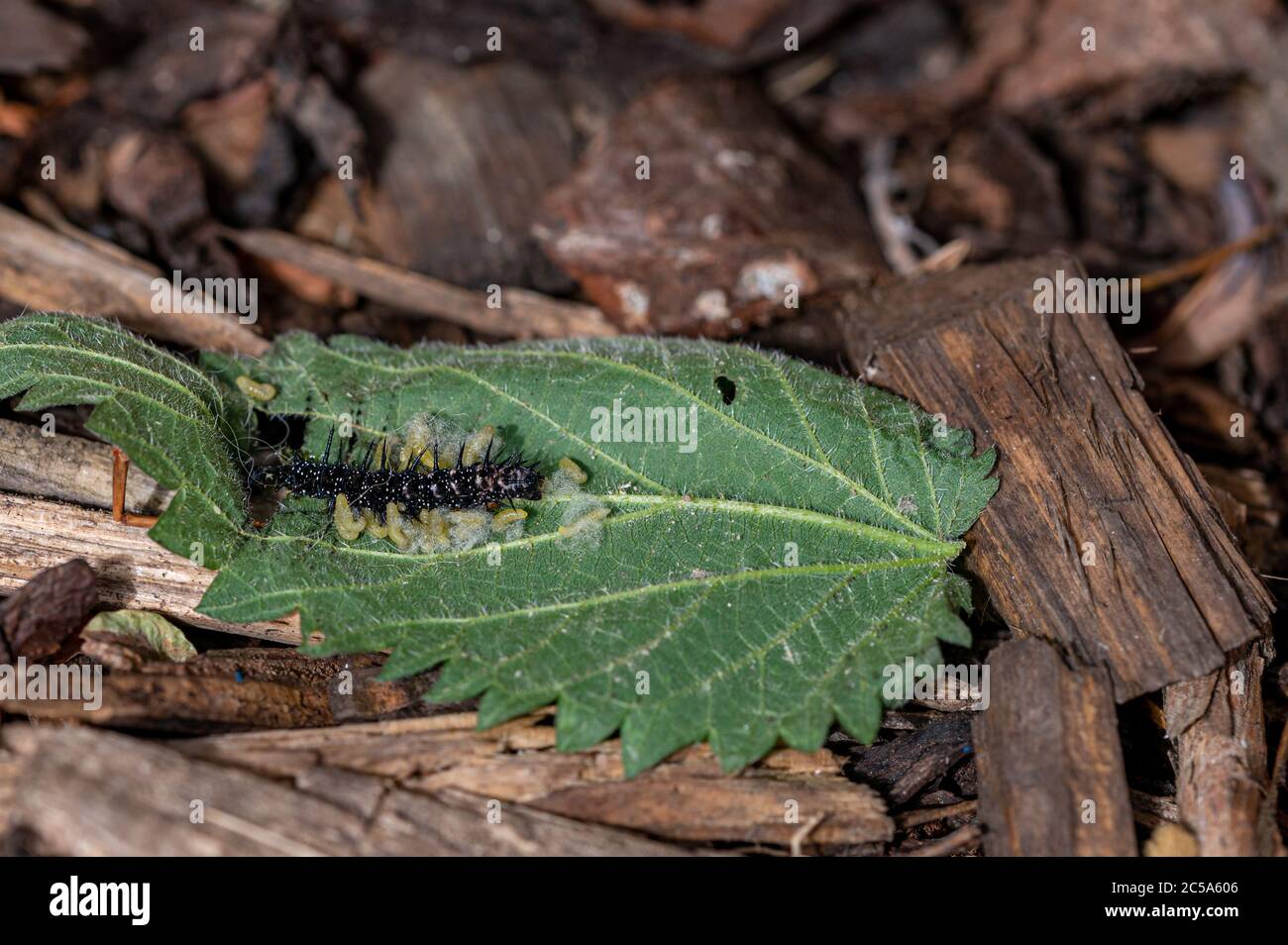 Parasitoid wasp larvae emerging from a live peacock butterfly ...