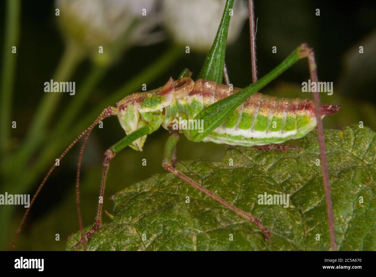 The Bush cricket Stock Photo - Alamy