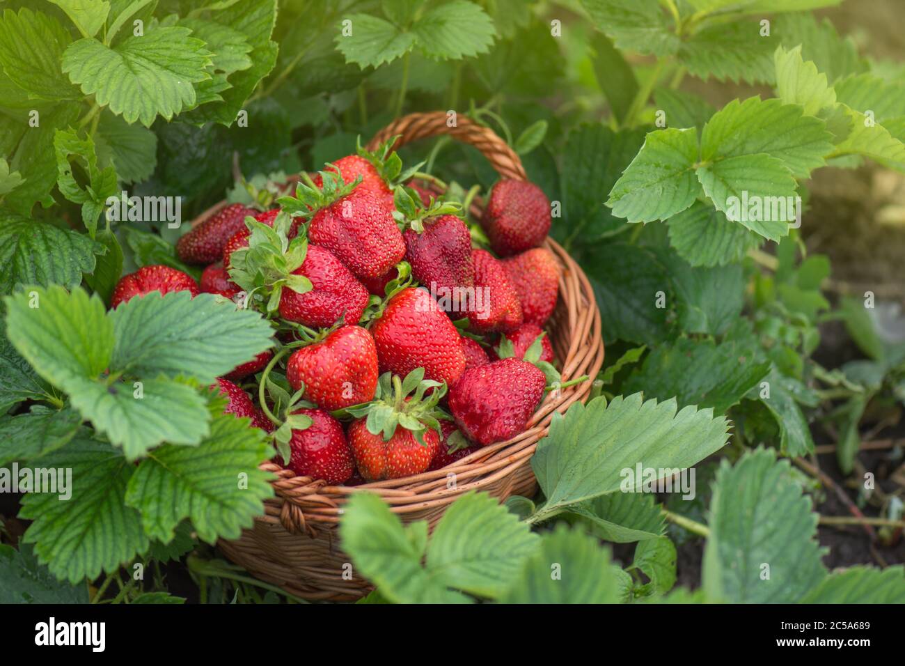 Strawberries healthy berries in sunny day. Fresh berries healthy food ...