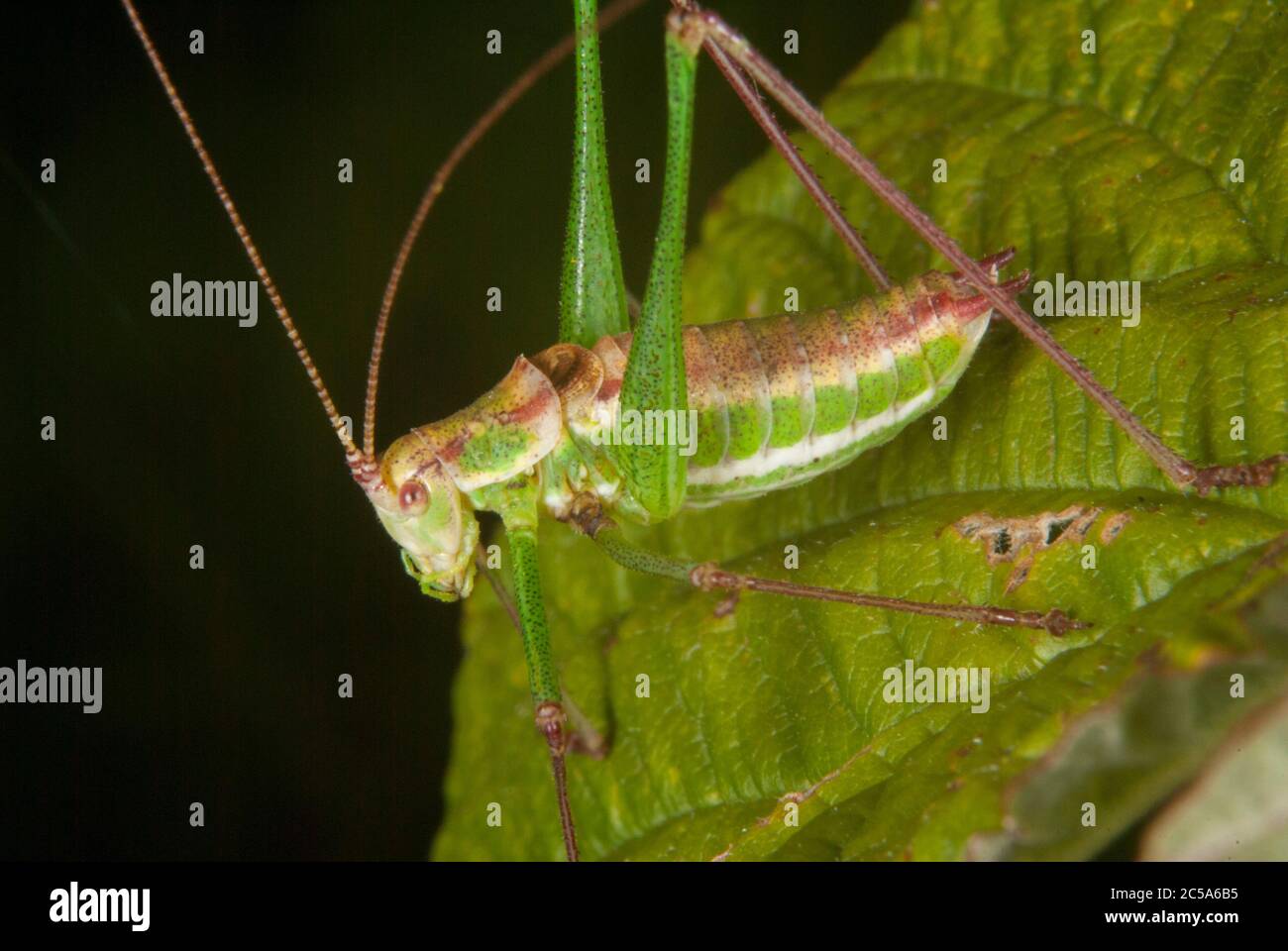The Bush cricket Stock Photo - Alamy
