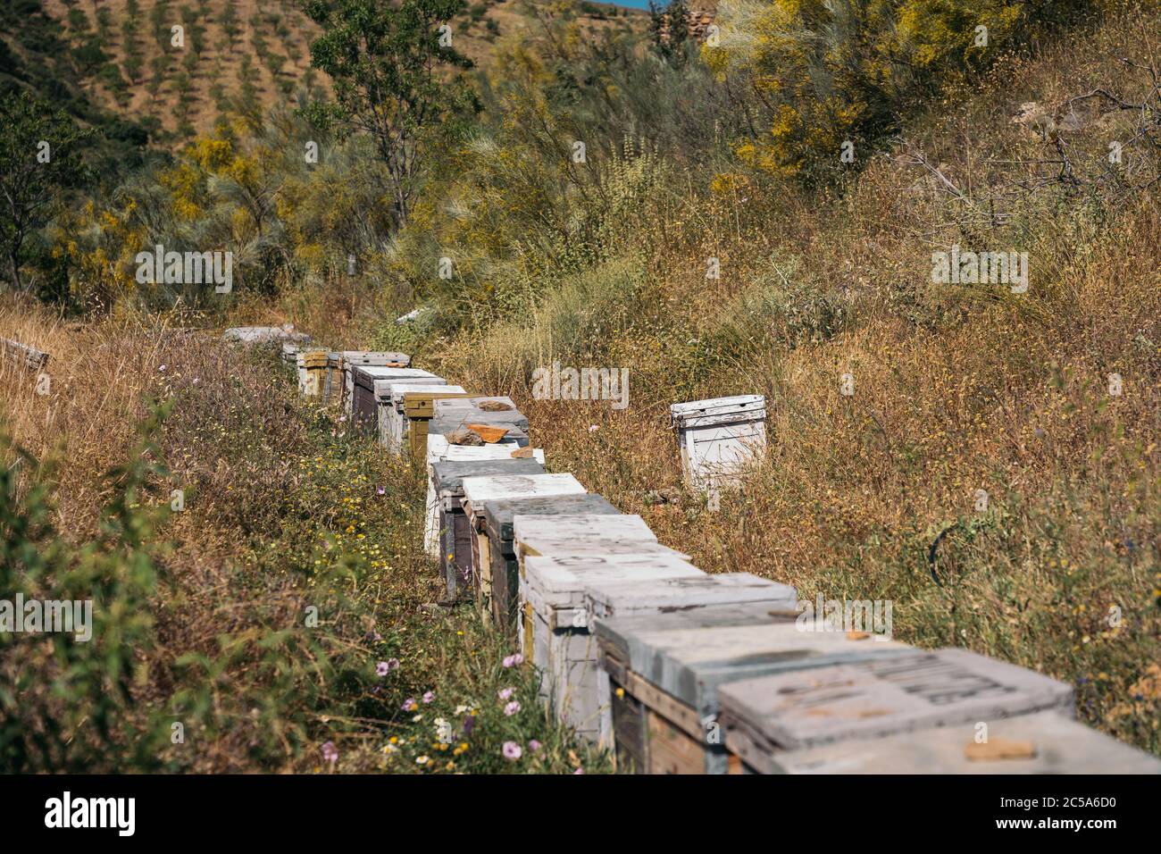 A row of bee hives in a field of flowers on mountain. Beekeeping ...