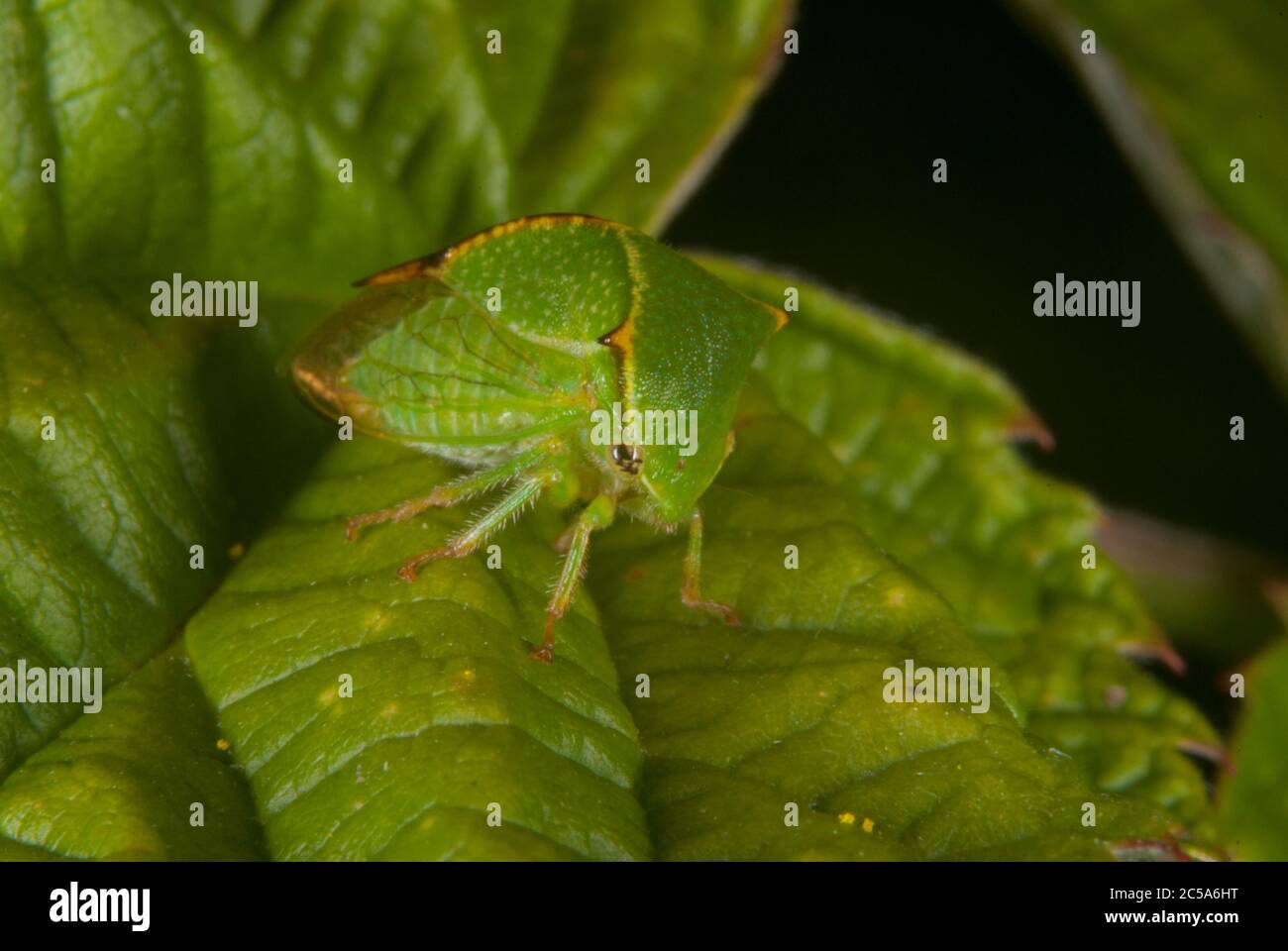 Buffalo treehopper hi-res stock photography and images - Alamy