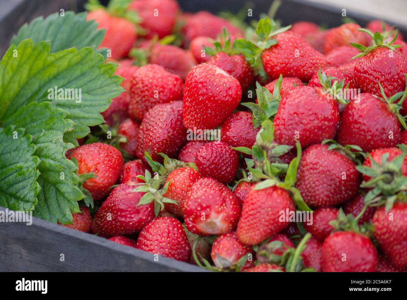 Ukrainian country style. Background from freshly harvested red ...