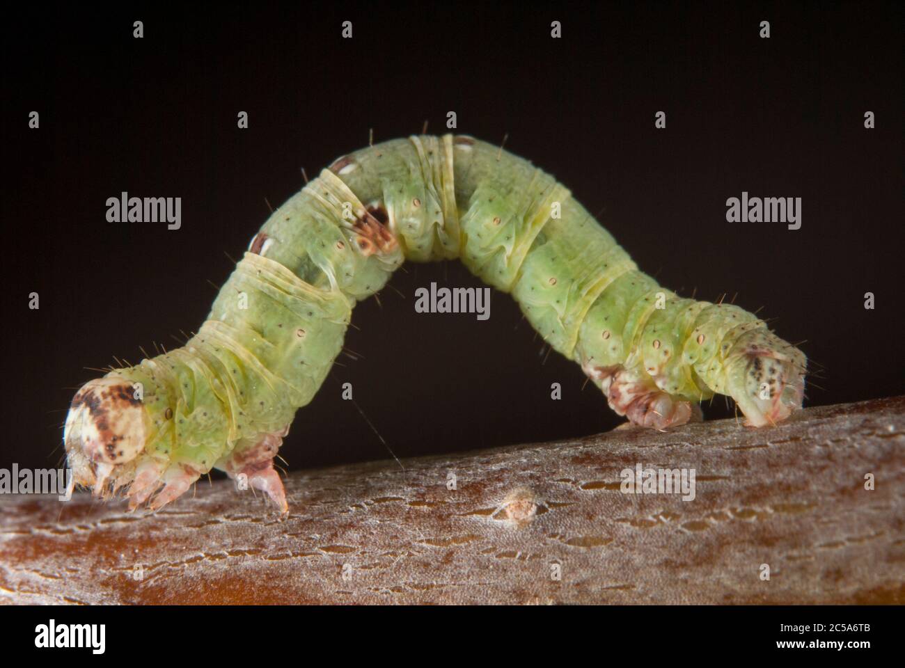 Larva of the silver Y (Autographa gamma Stock Photo - Alamy