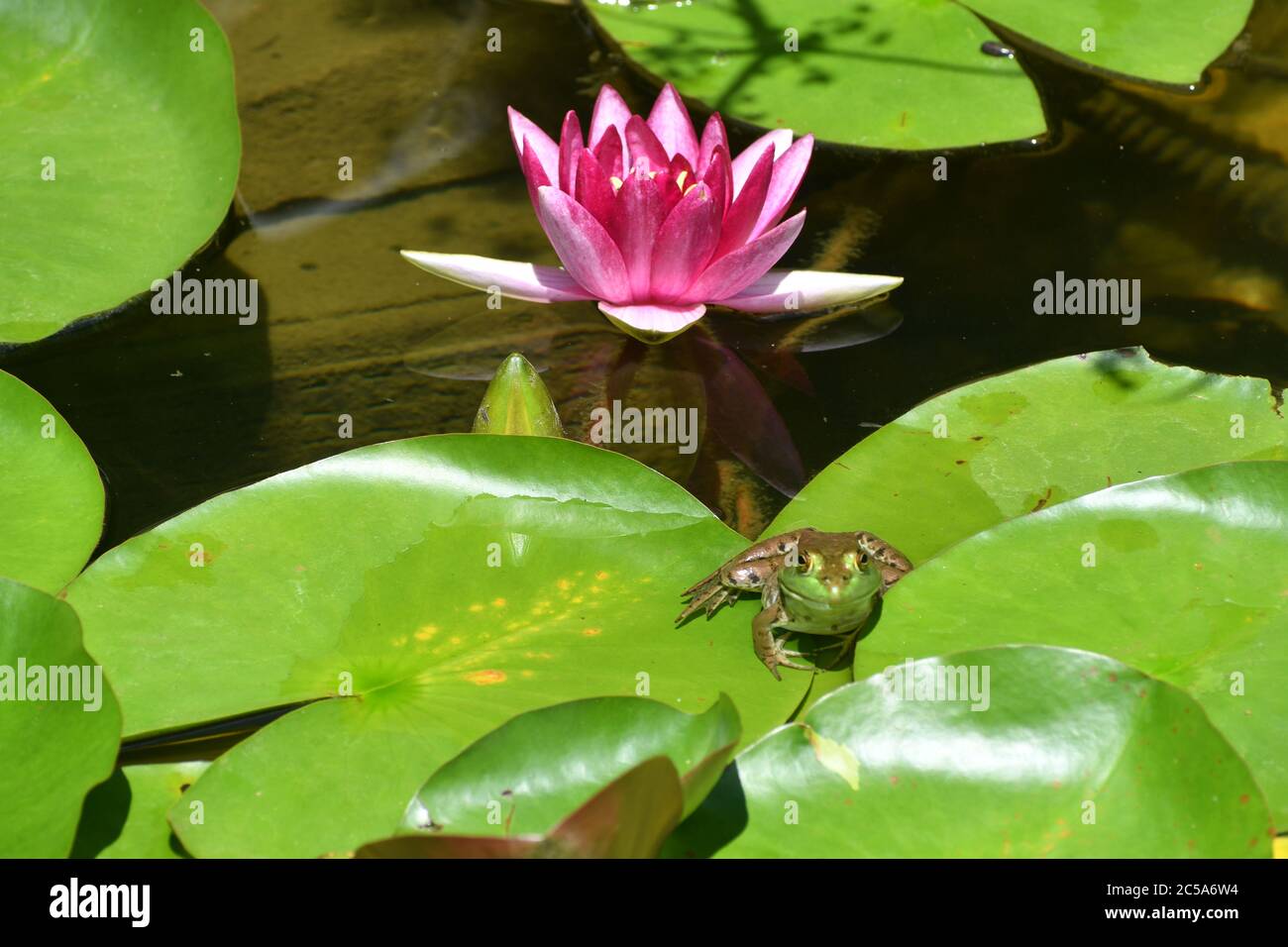 flower, water lily with frog Stock Photo - Alamy