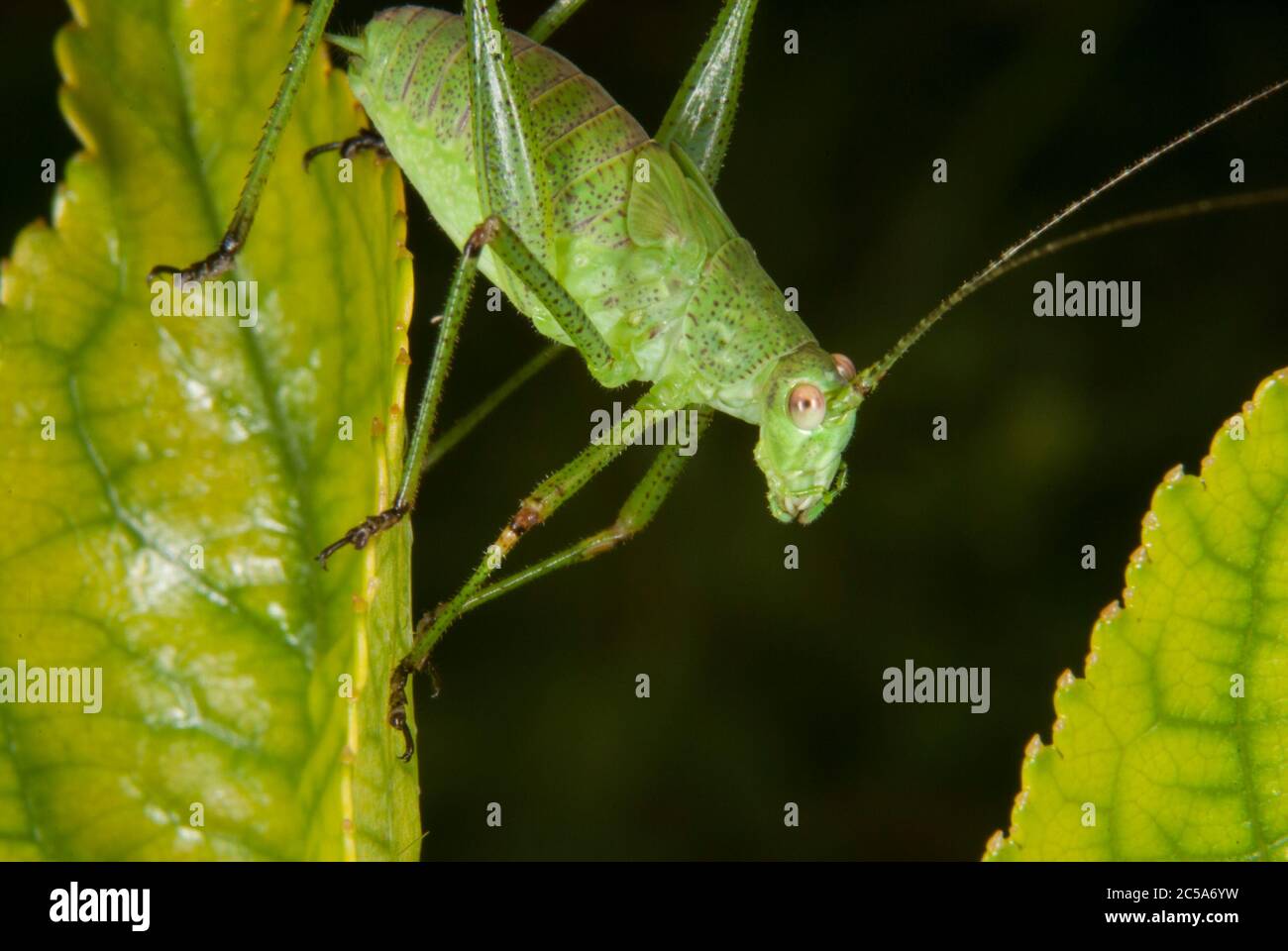 The Bush cricket Stock Photo - Alamy