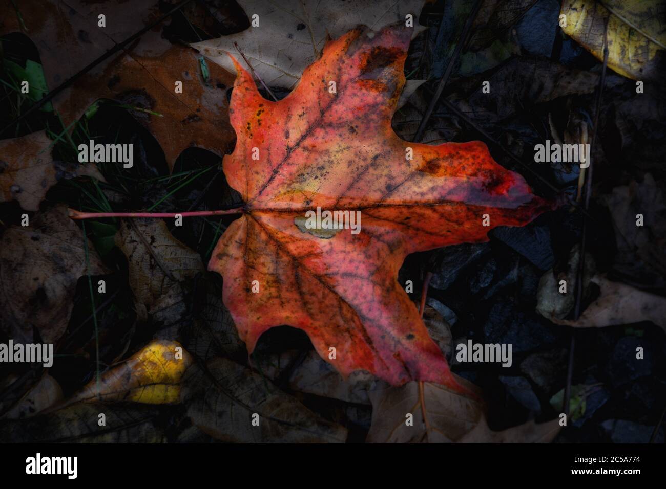 Fall Foliage: Closeup of a bright red autumn leaf on a dark forest ...