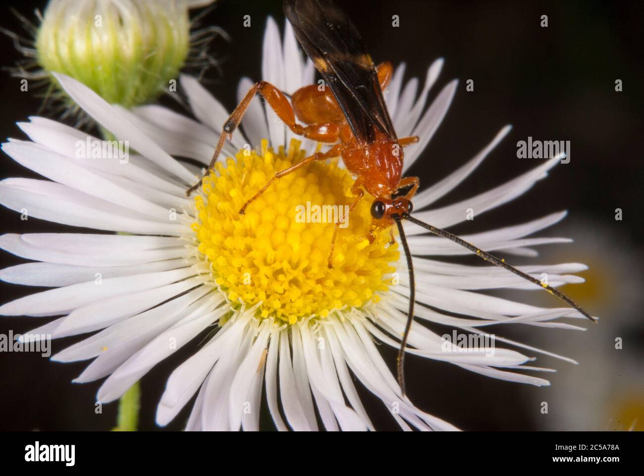The Ophion luteus (Wasp rider Stock Photo - Alamy