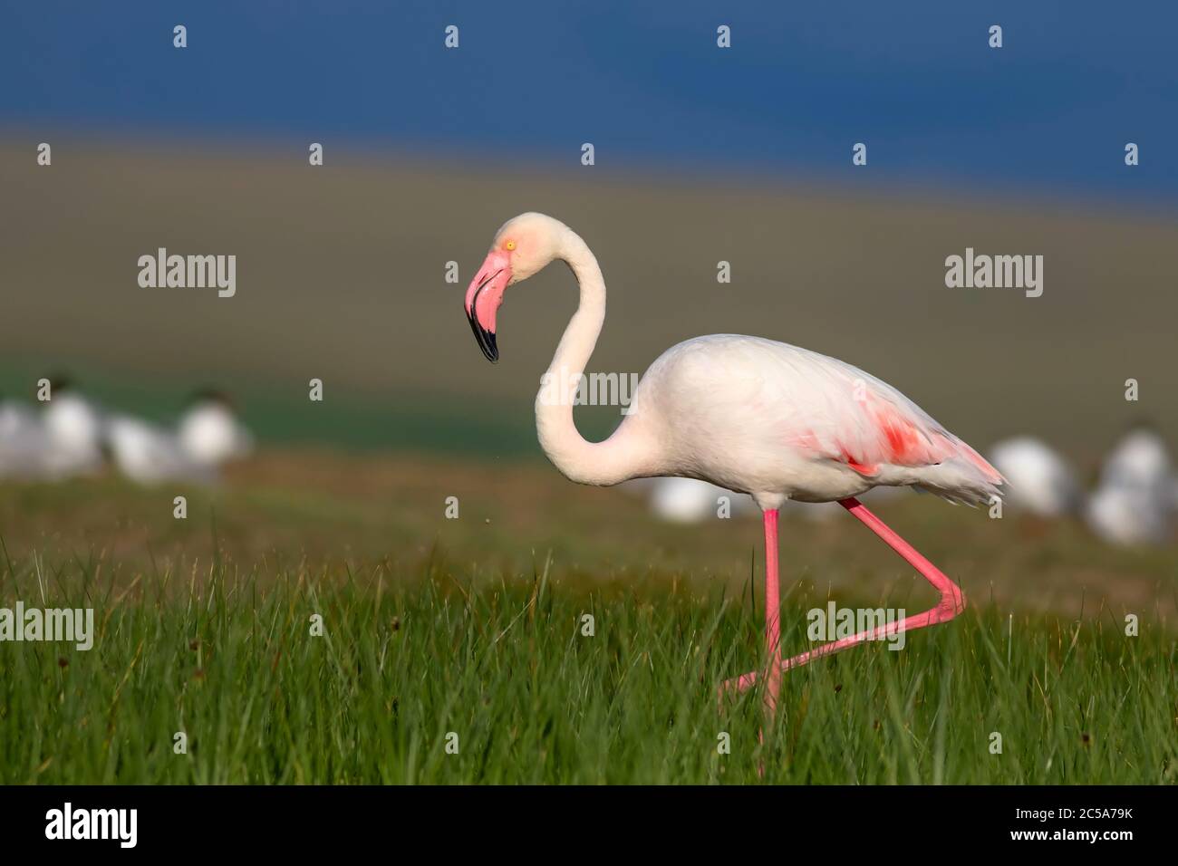 Colorful bird flamingo. Blue water background. Bird: Greater Flamingo ...