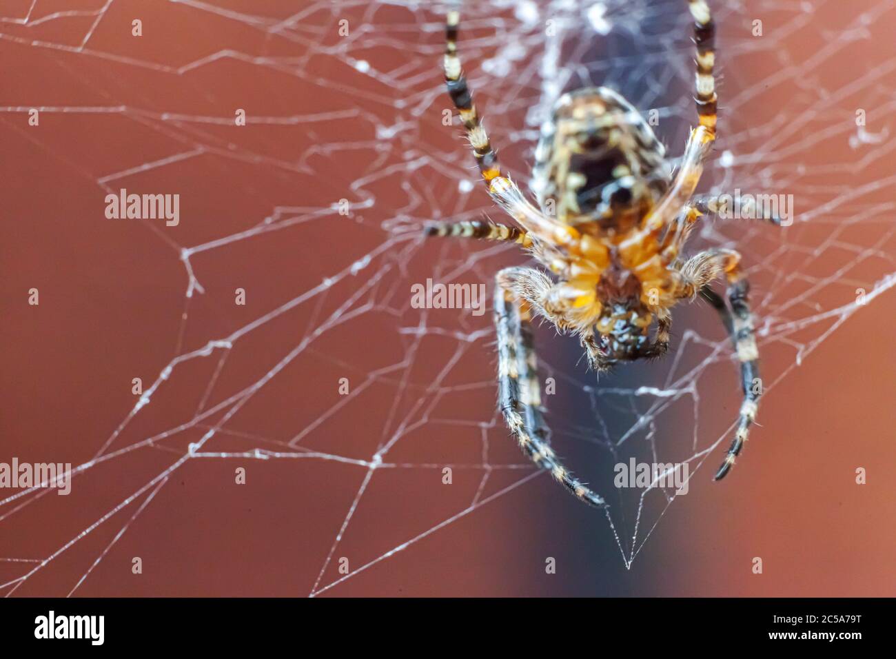 Arachnophobia fear of spider bite concept. Macro close up spider on ...