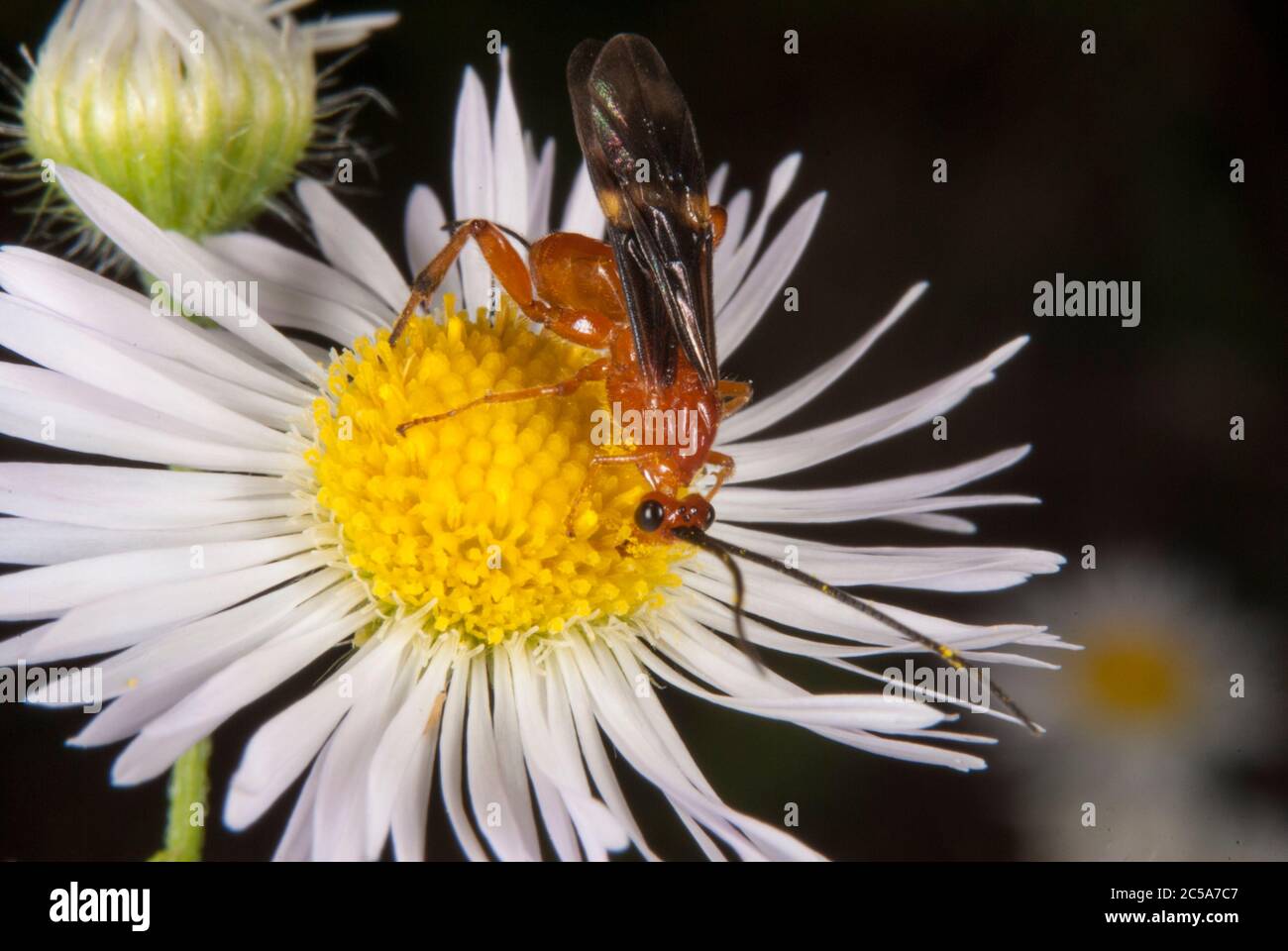 The Ophion luteus (Wasp rider Stock Photo - Alamy