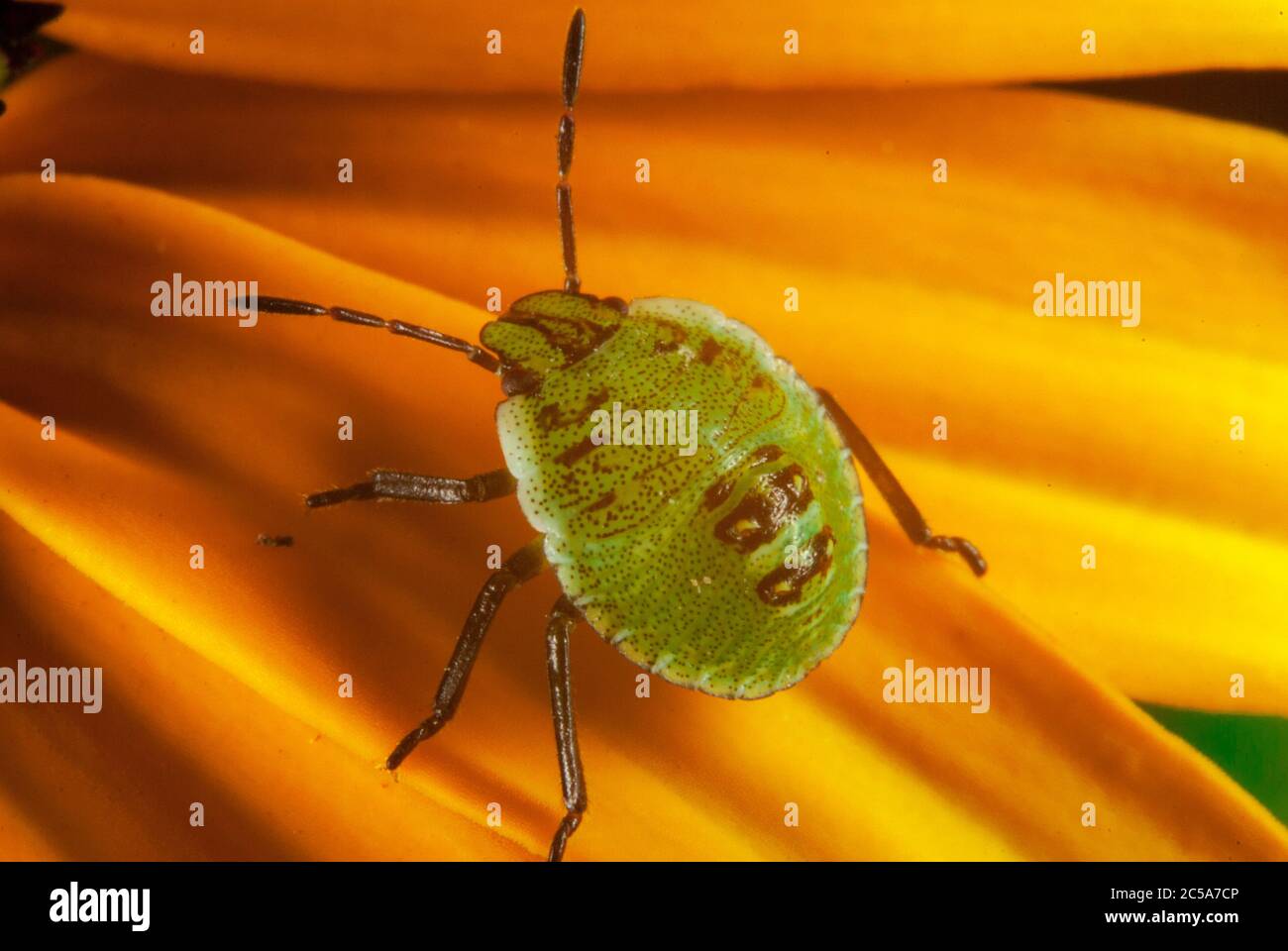 Green Shield Bug Nymph High Resolution Stock Photography and Images - Alamy