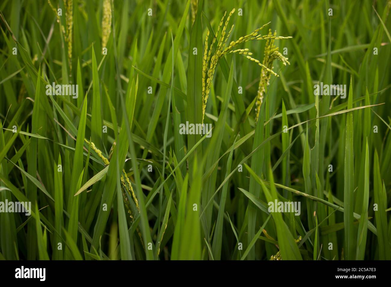 Close up of rice growing in a paddy field hi-res stock photography and ...