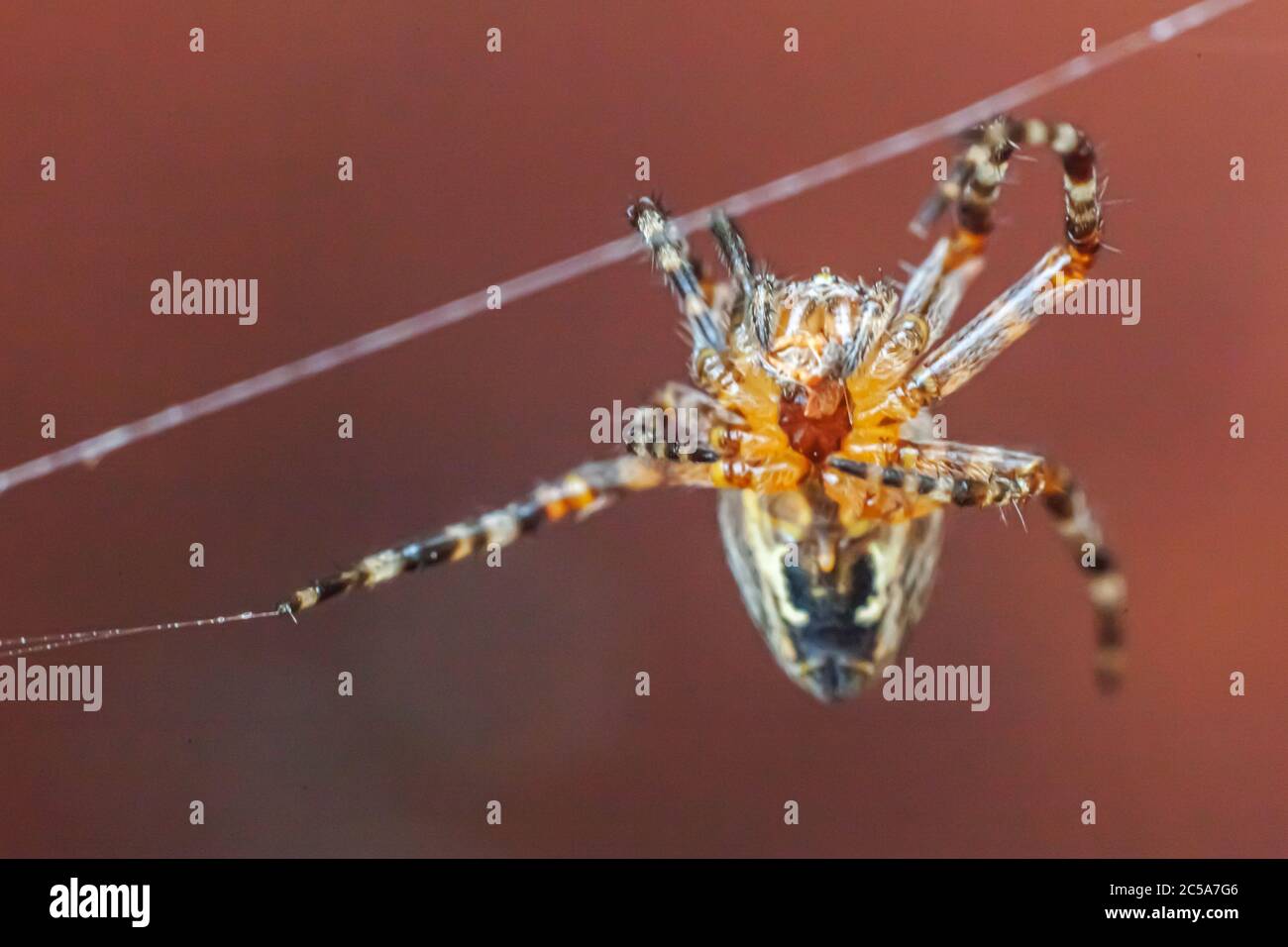 Arachnophobia fear of spider bite concept. Macro close up spider on ...