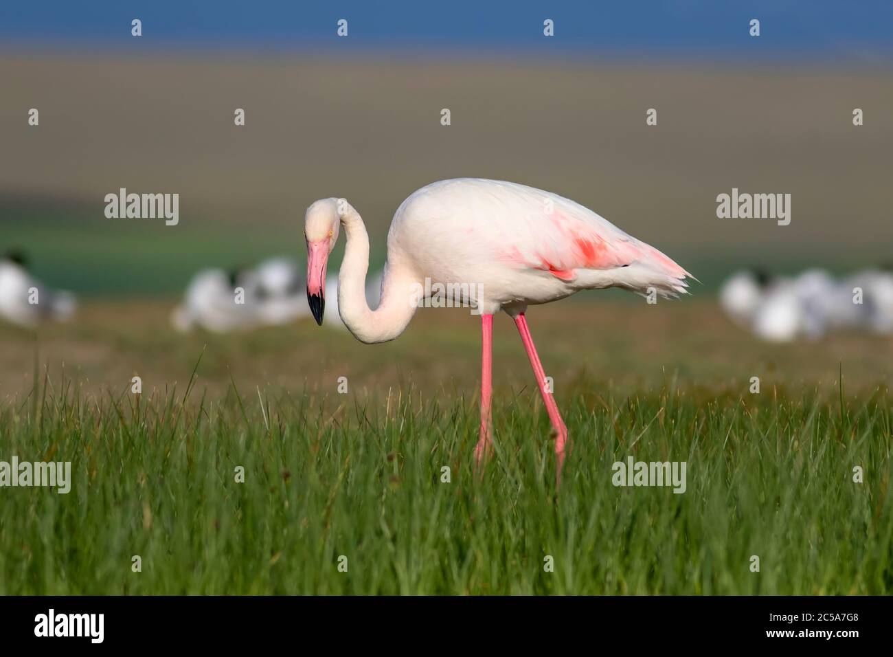 Colorful bird flamingo. Blue water background. Bird: Greater Flamingo ...