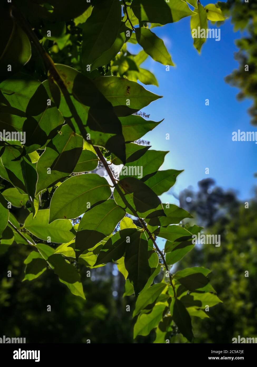 A vertical shot of a branch with green leaves and blue sky on the ...