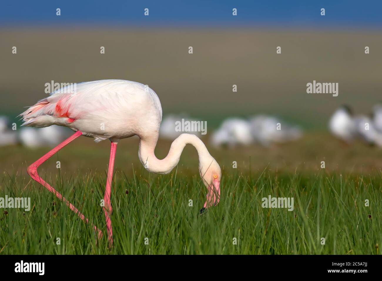 Colorful bird flamingo. Blue water background. Bird: Greater Flamingo ...