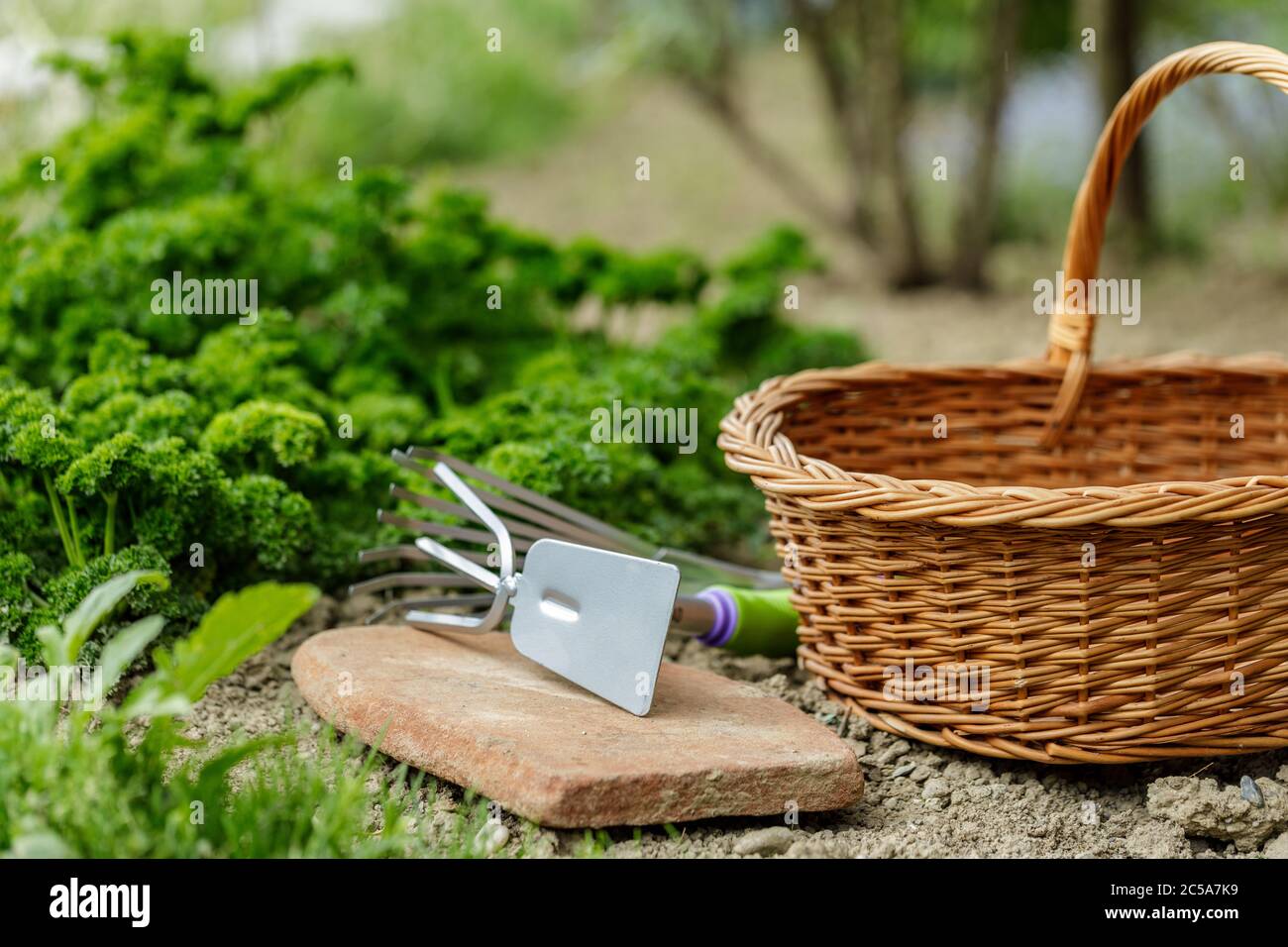 Vegetables seeds gardening tools hi-res stock photography and images ...