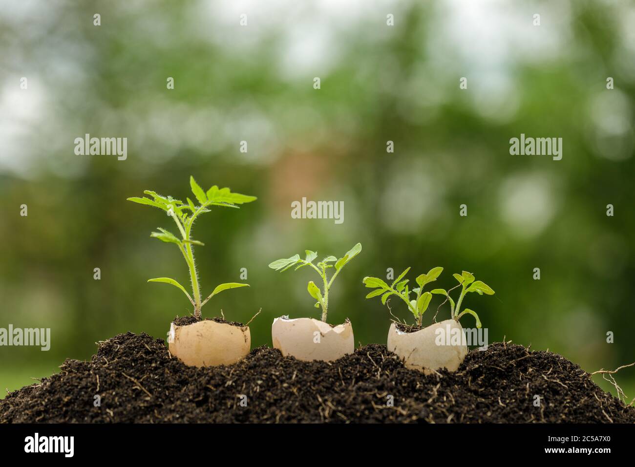 Young plant growing in egg shell in the garden Stock Photo - Alamy