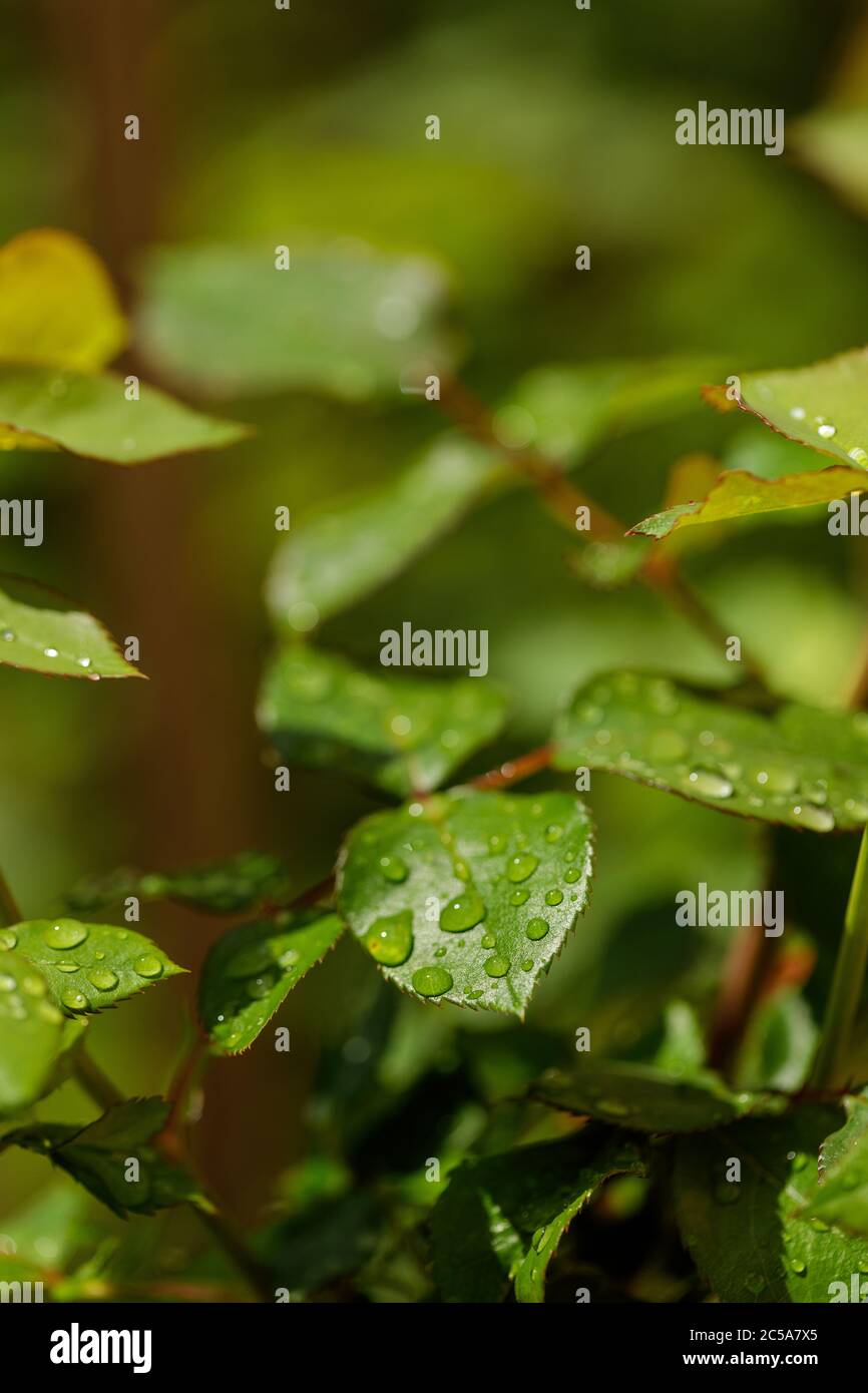 Waterdrops flora hi-res stock photography and images - Alamy