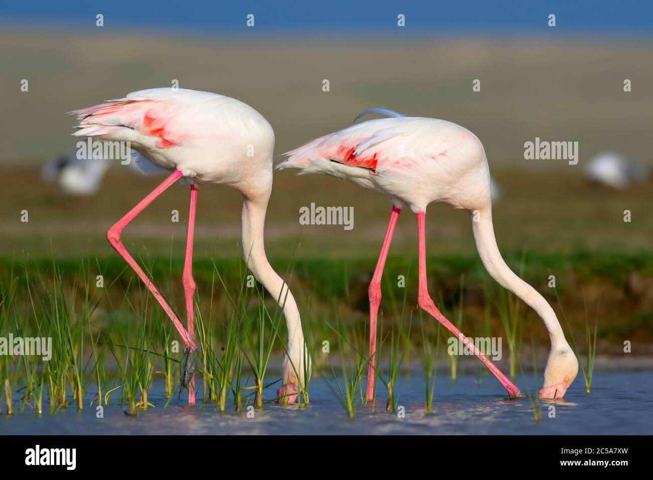 Colorful bird flamingo. Blue water background. Bird: Greater Flamingo ...