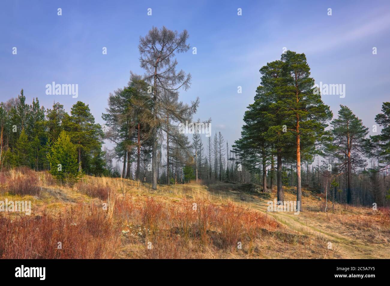 Early spring in the forest. Forest meadow field landscape. Early spring ...