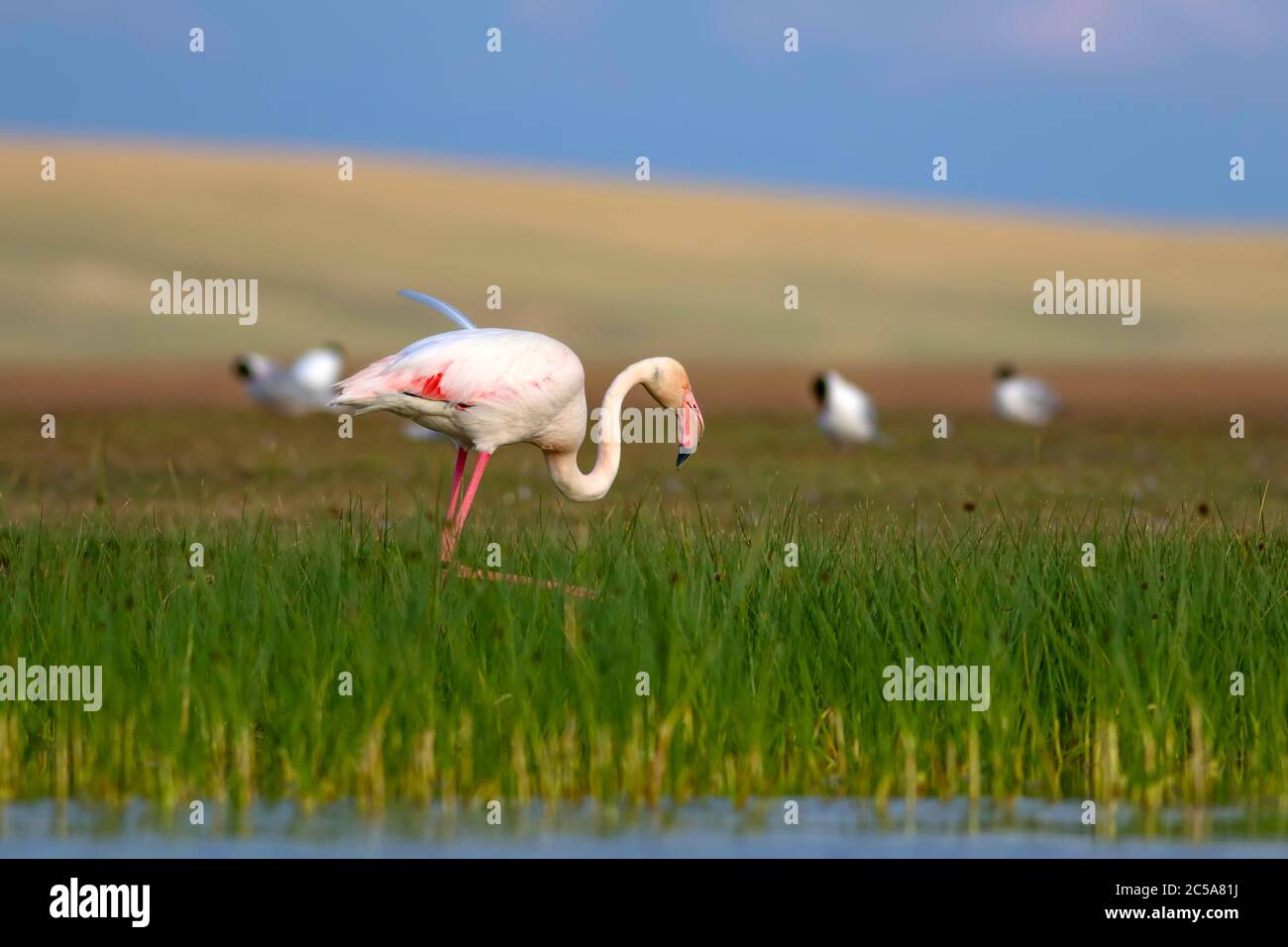 Colorful bird flamingo. Blue water background. Bird: Greater Flamingo ...