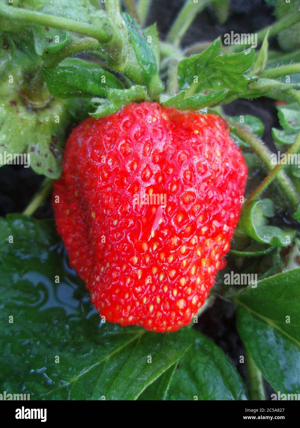 Fresh strawberries on strawberry plants at fields. Strawberry growing ...