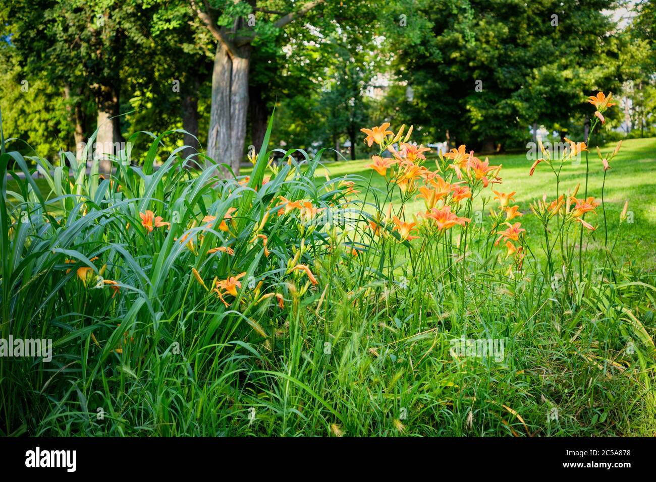 Beautiful view of Hemerocallis fulva flowers in the greenery Stock ...
