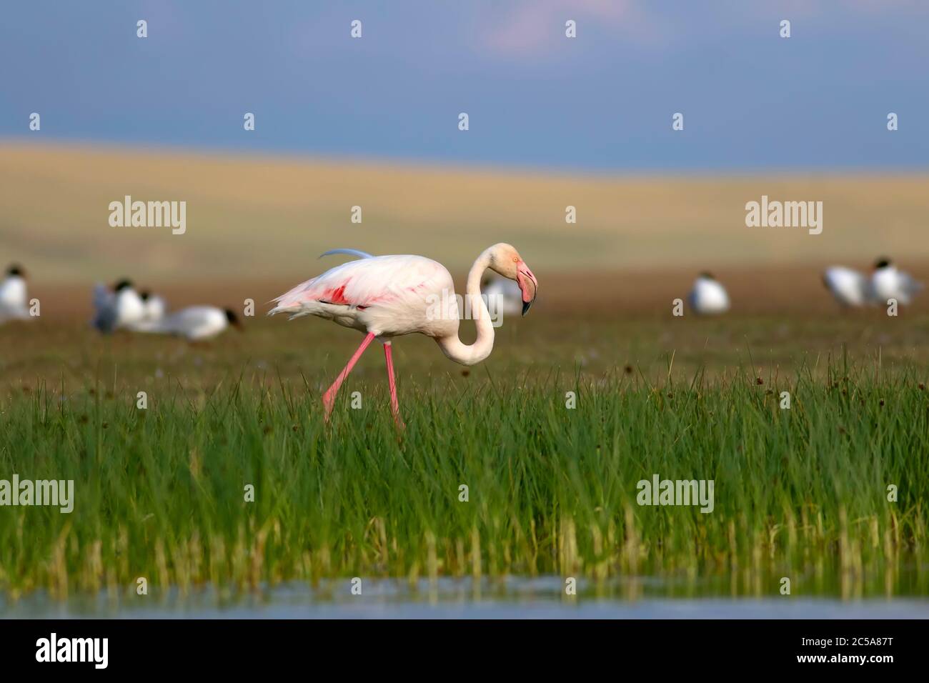 Colorful bird flamingo. Blue water background. Bird: Greater Flamingo ...