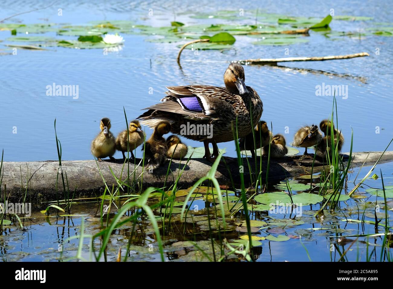Chicks on a log hi-res stock photography and images - Alamy