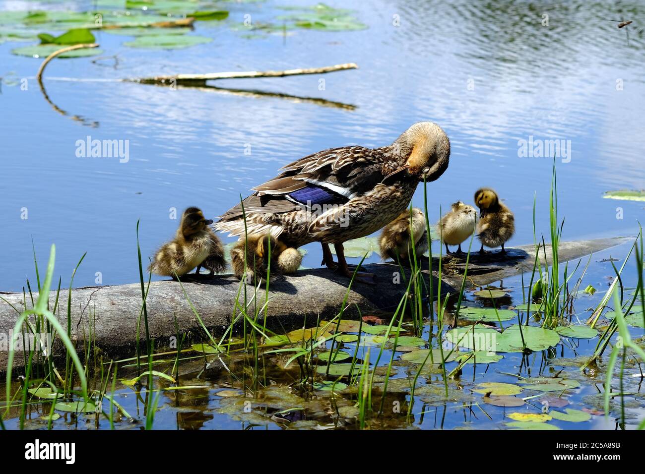 Chicks on a log hi-res stock photography and images - Alamy