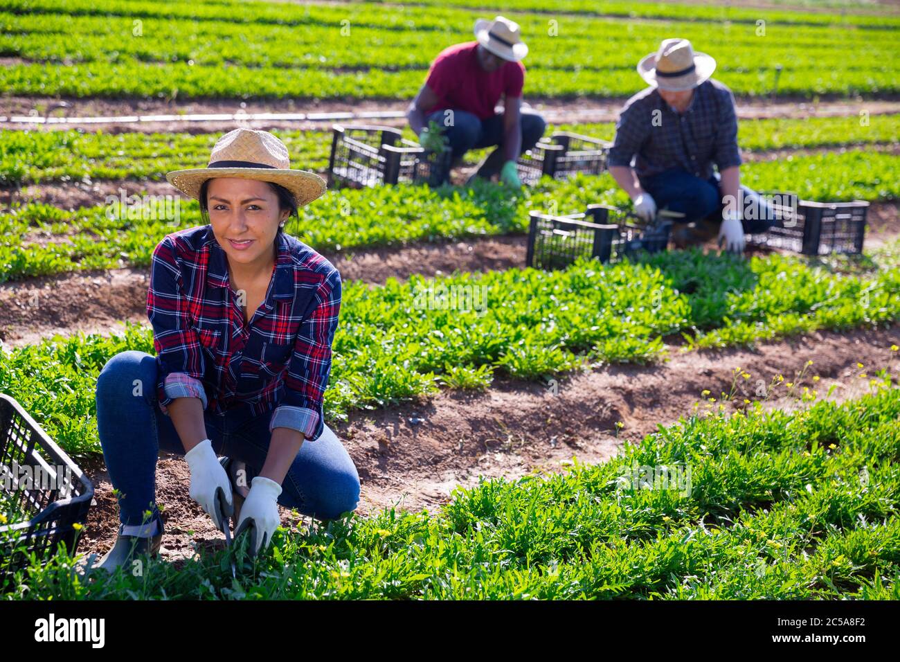 Portrait of smiling latin american female farmer working on vegetable ...
