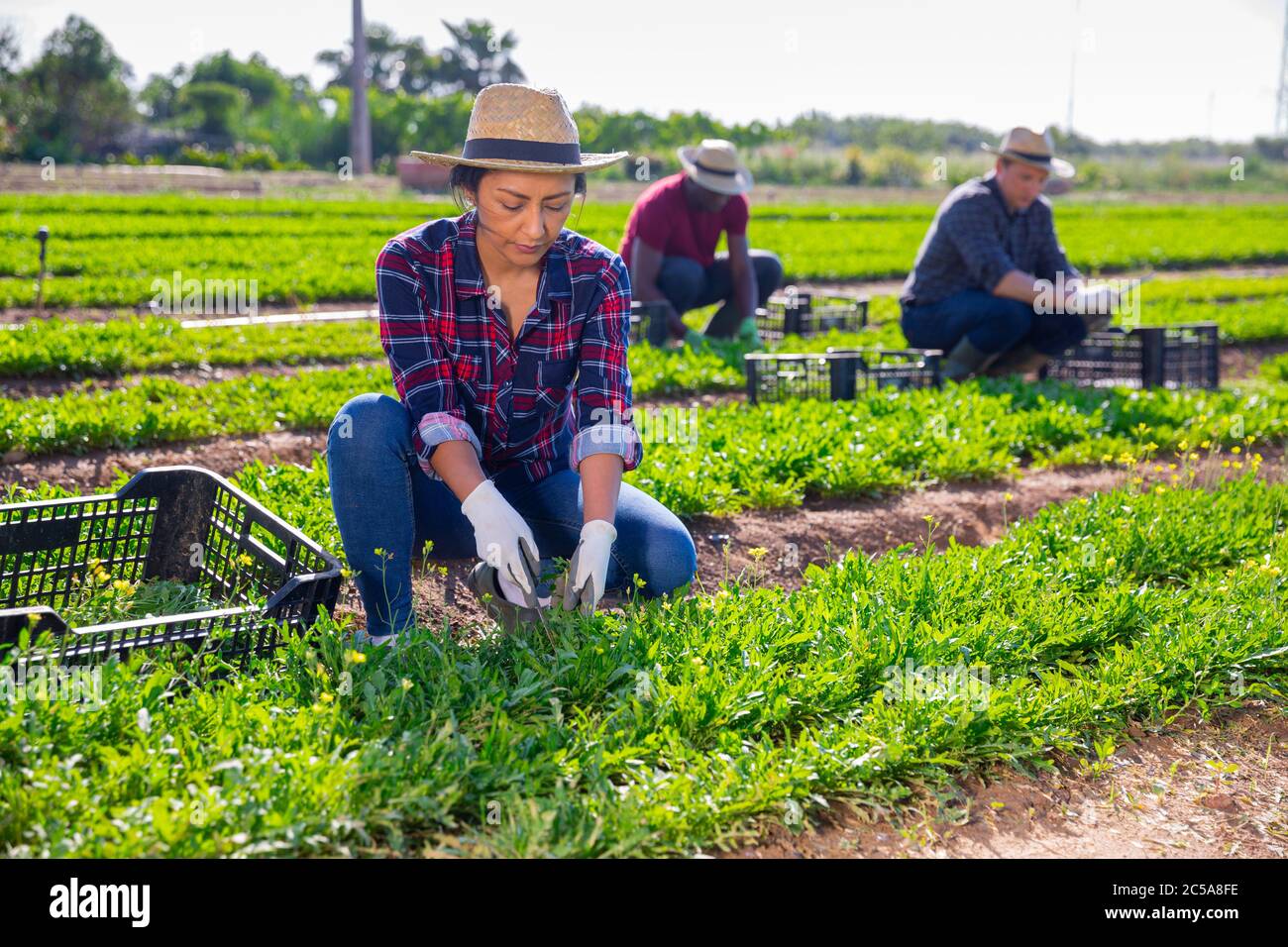 Hispanic woman farmer harvesting green garden rocket on farm plantation ...