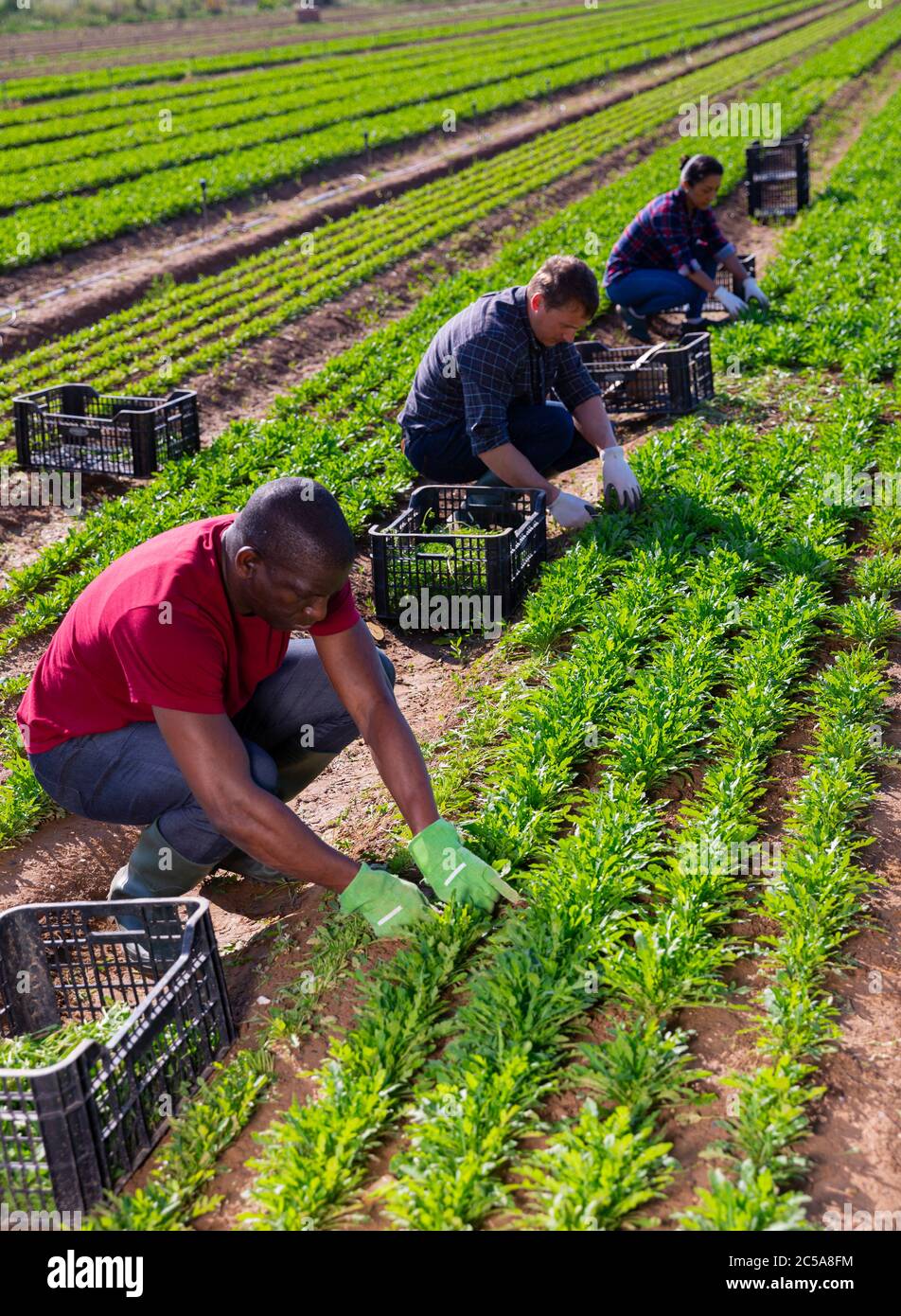 Farmers work on field - harvest and clean arugula Stock Photo - Alamy