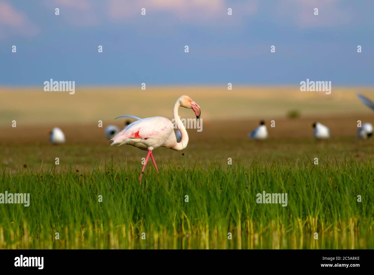Colorful bird flamingo. Blue water background. Bird: Greater Flamingo ...