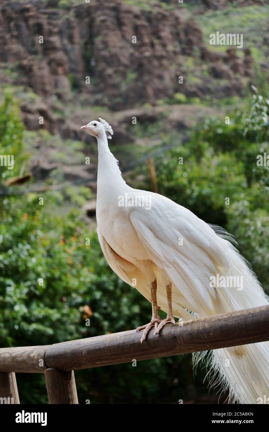 White peacock male or Indian peafowl outdoor Stock Photo - Alamy