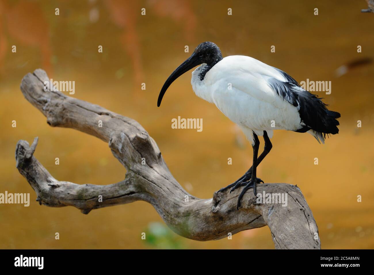 African Sacred Ibis (Threskiornis aethiopicus) perching on the log ...