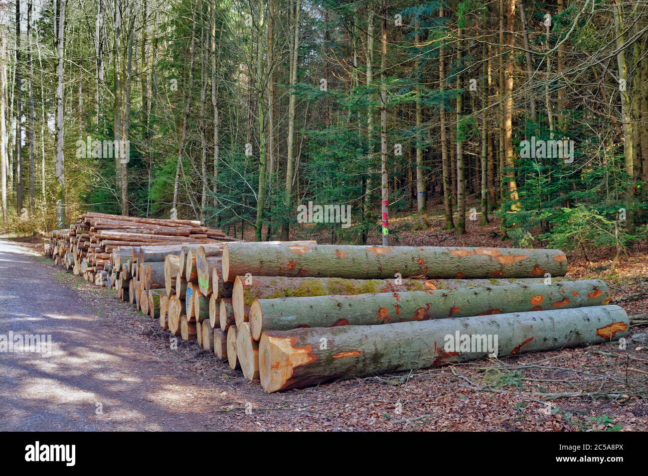 Large cut down trees laying on the ground in a forest Stock Photo - Alamy
