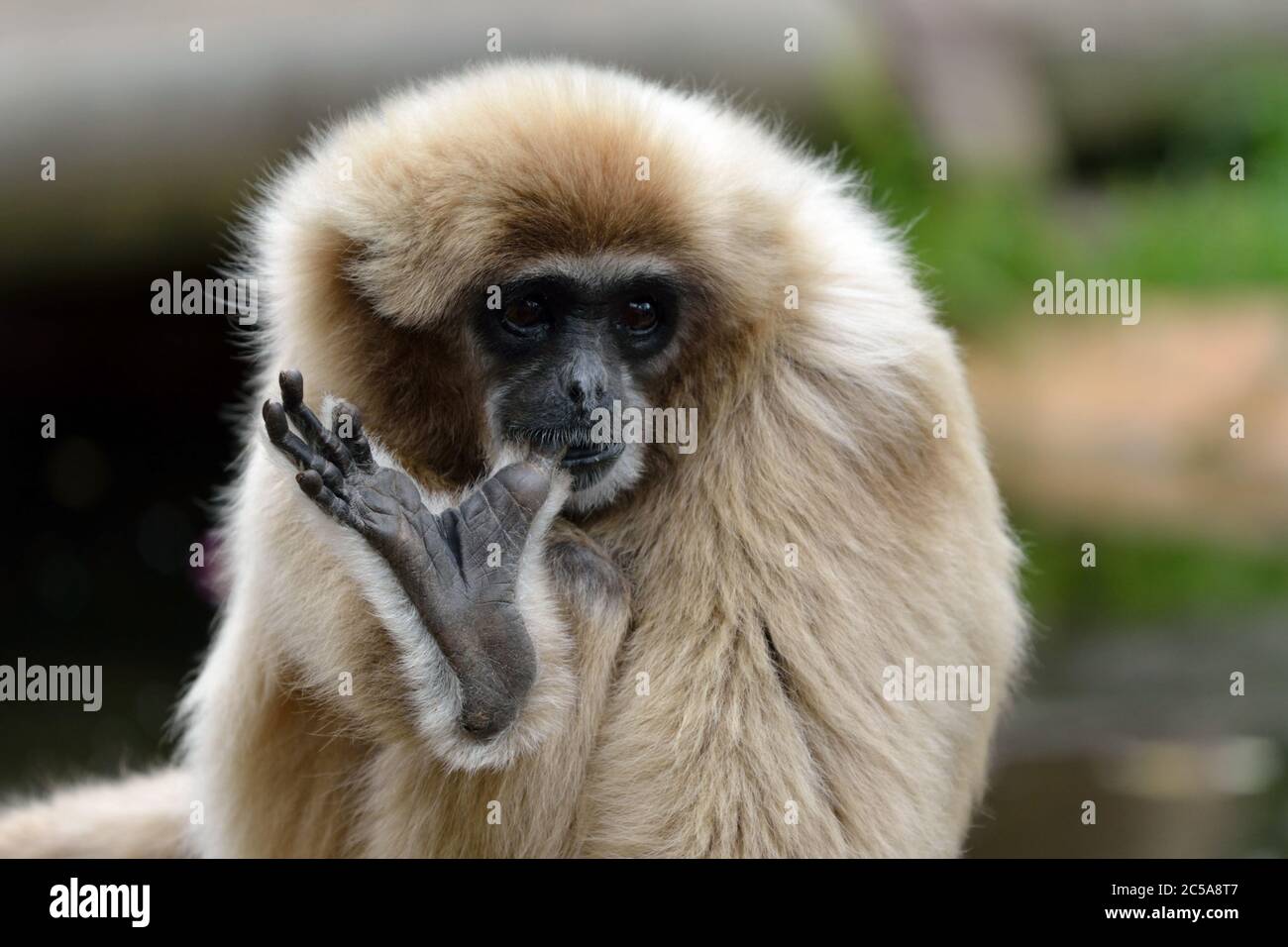 White Handed Gibbon Also Known As Lar Gibbon Sucks Toe Latin Name