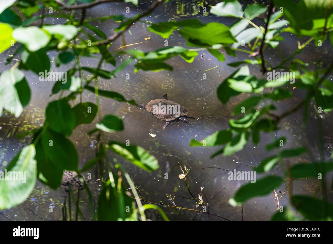 Top view of a turtle swimming in the water seen through the leaves ...