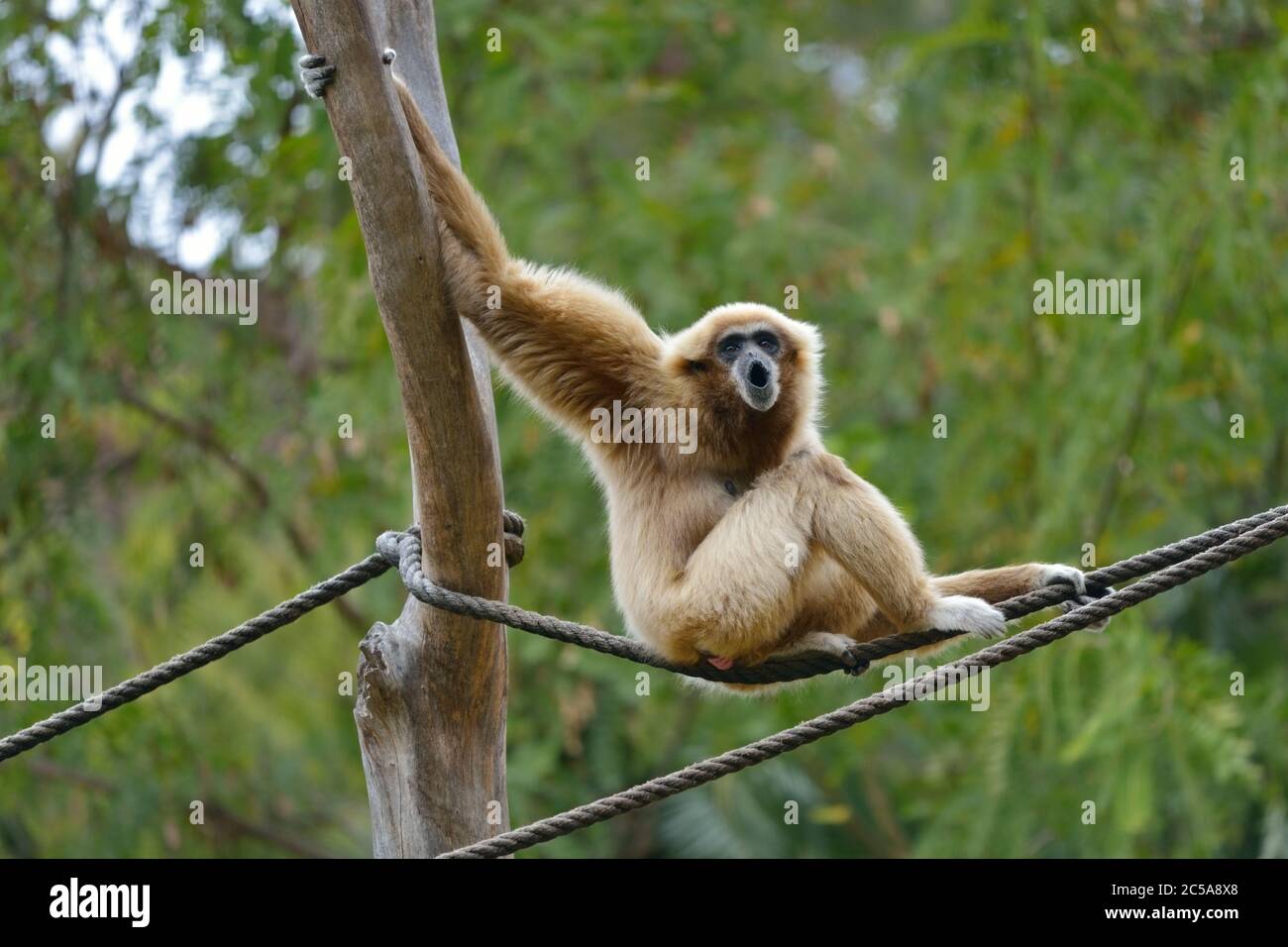 White-handed gibbon also known as Lar gibbon with opem mouth on ropes ...