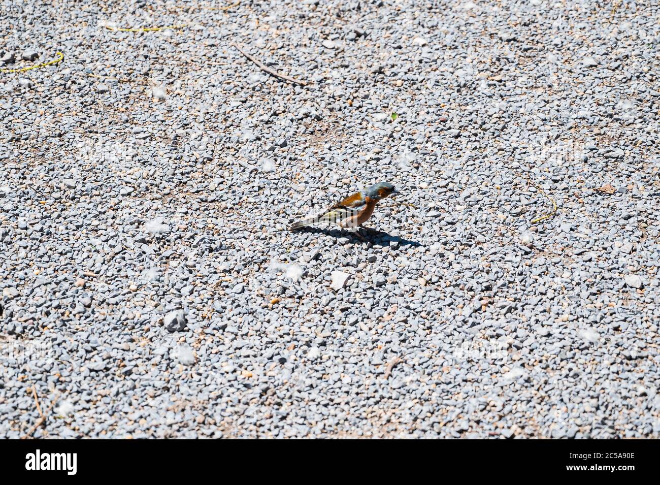 Small beautiful Finch bird on a gravel stone background Stock Photo - Alamy