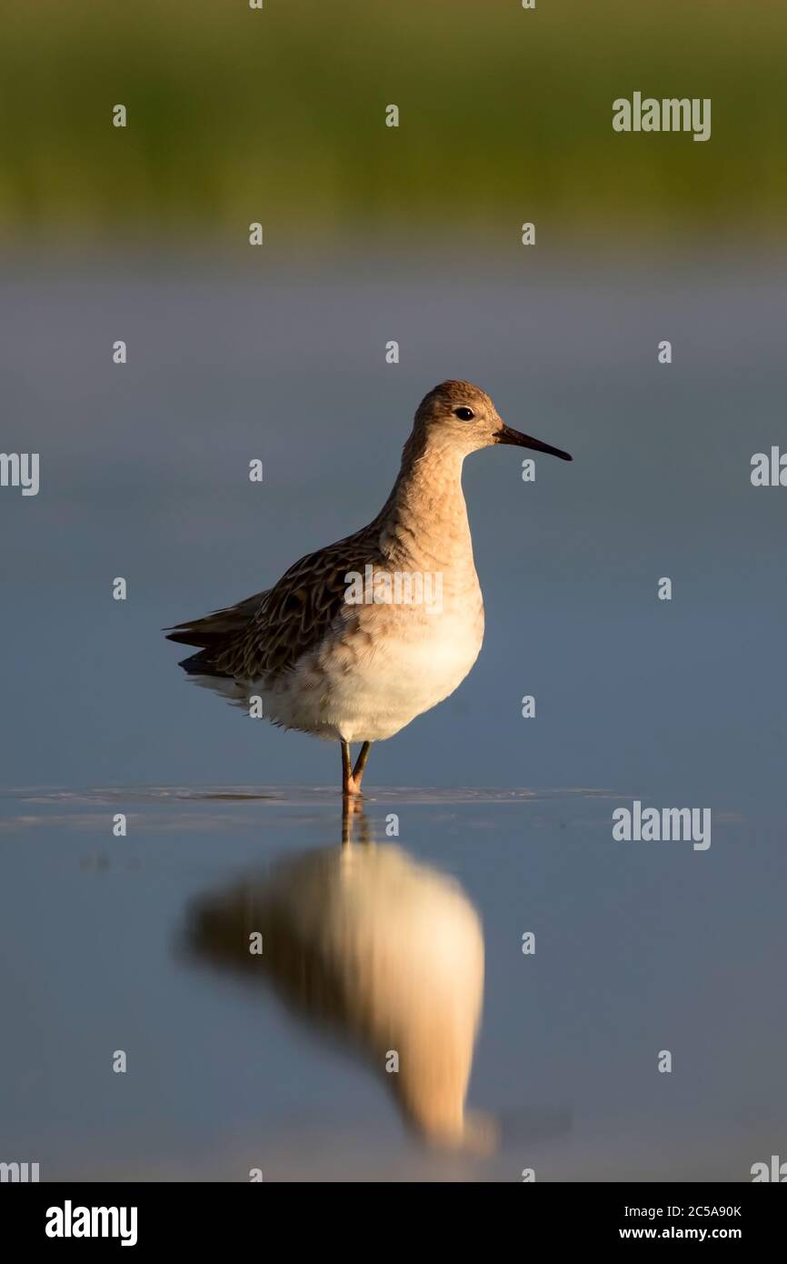 Common water bird. Colorful nature habitat background. Bird: Ruff ...