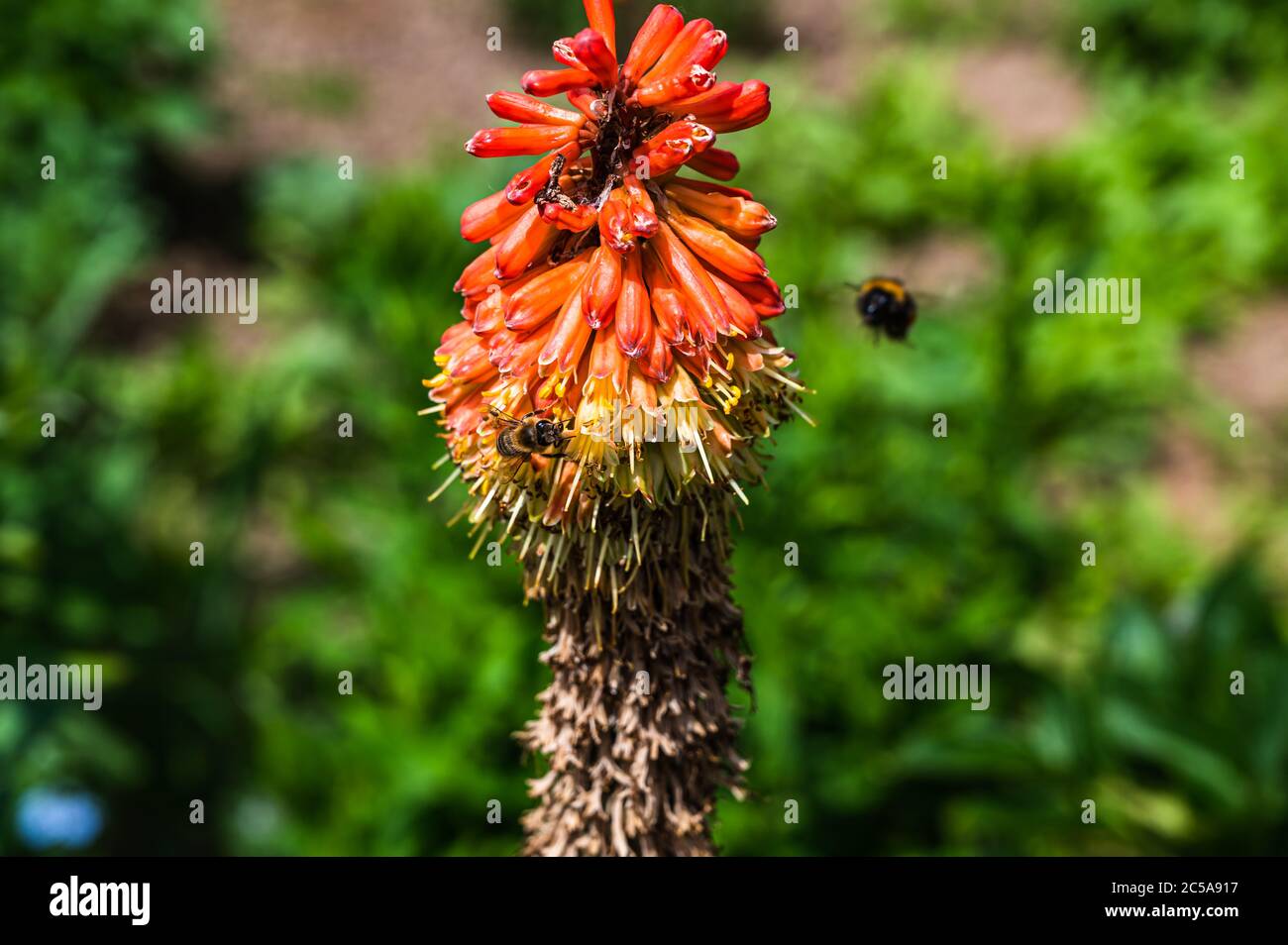 Closeup shot of Torch Lily or Red Hot Poker flower on a blurred ...